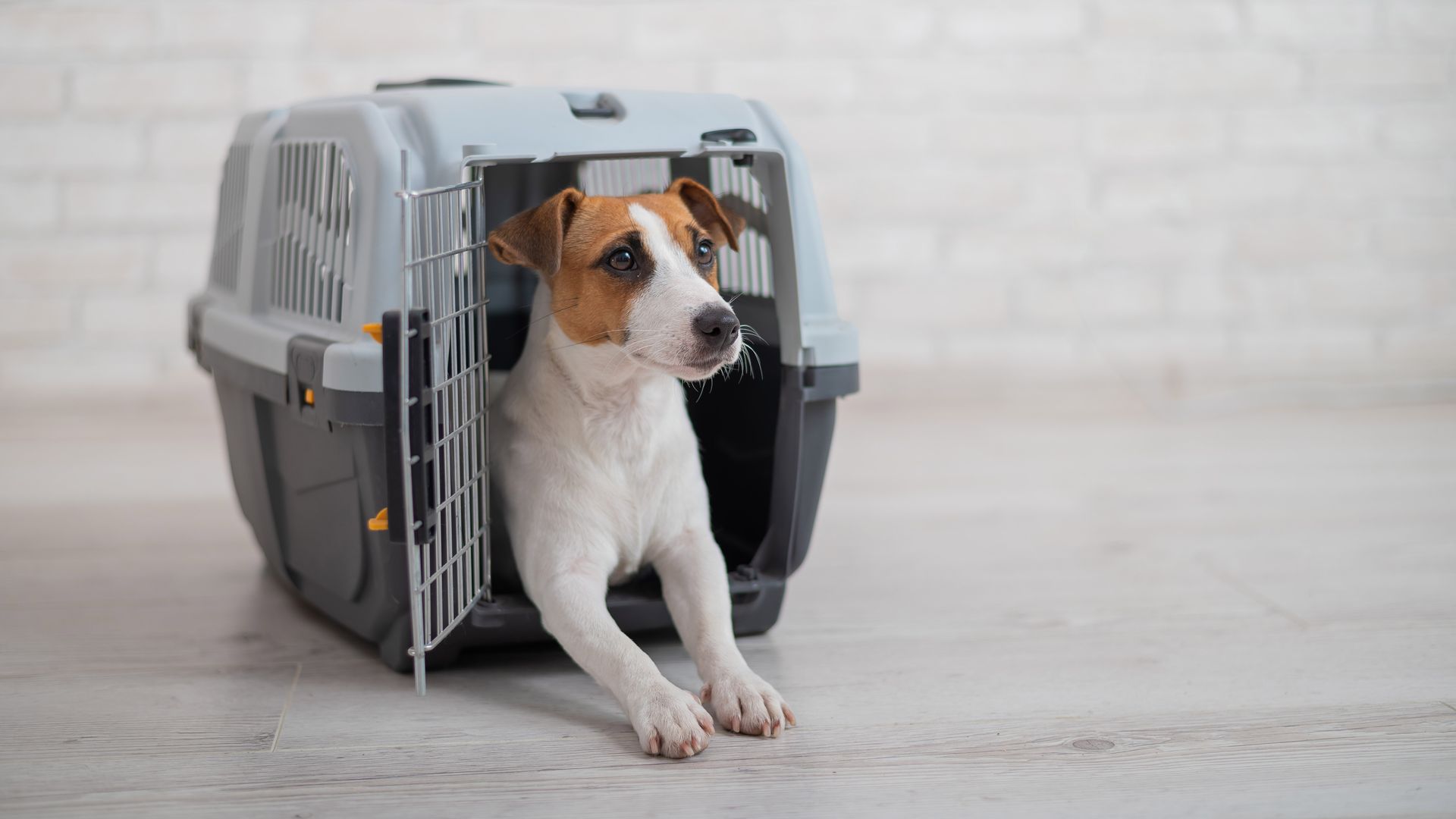 Pet Transportation Logistics | The Pet Porters