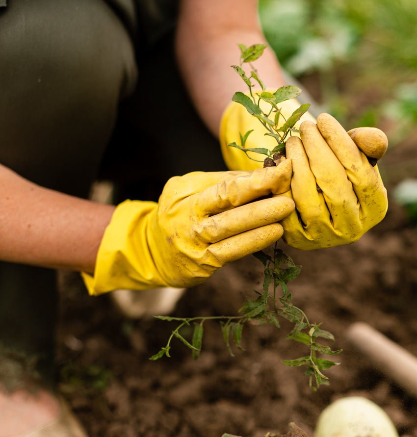 Tree Planting | Nor-Cal Landscaping | Stockton