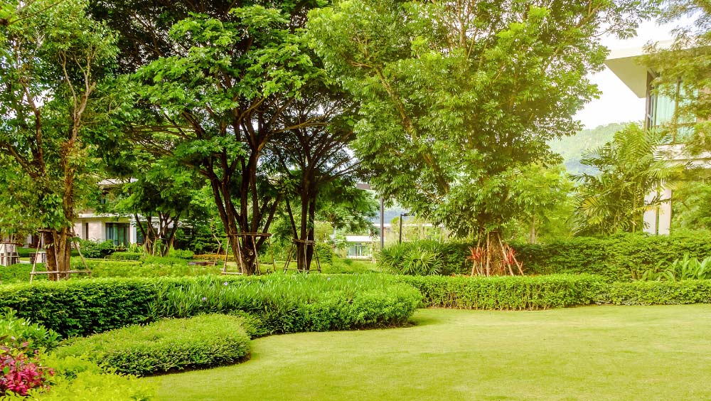 Tree Planting | Nor-Cal Landscaping | Stockton