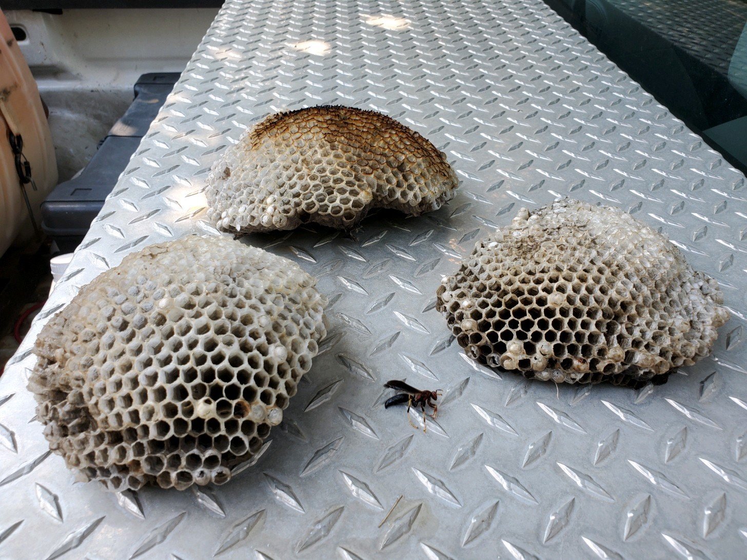 Phillip's Pest Control and Home Inspection - Opp Alabama