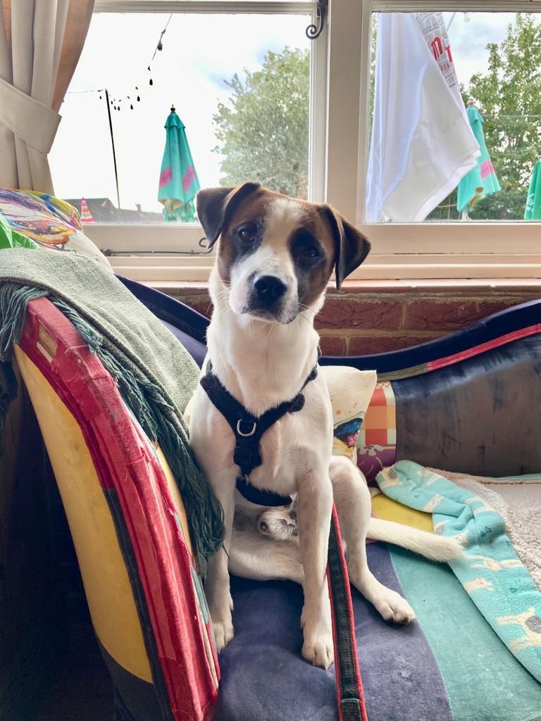 16th Century Thatched Pub in the New Forest - The Elm Tree