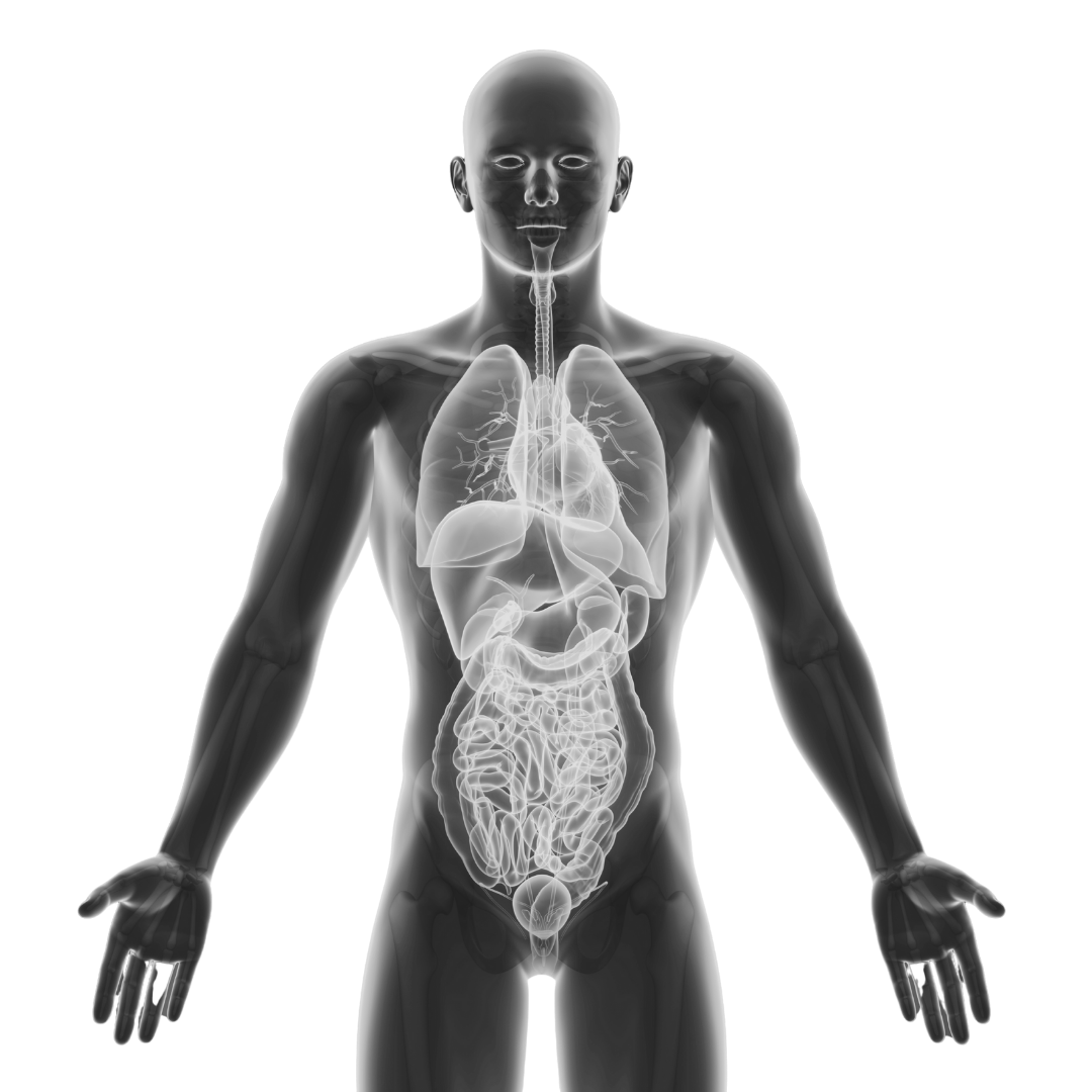 Total Body Imaging Scan | Phoenix, AZ | Life Guard Imaging
