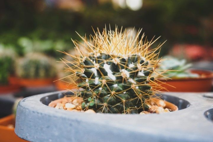 Expert Cactus Removal Services in Tucson, AZ - Fast & Affordable