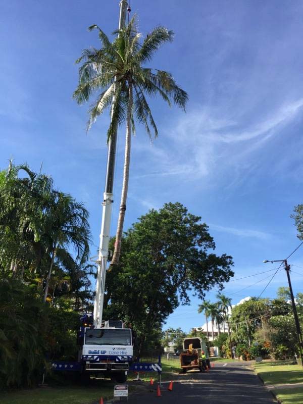 Tree Pruning in Darwin | Ben’s Tree Service