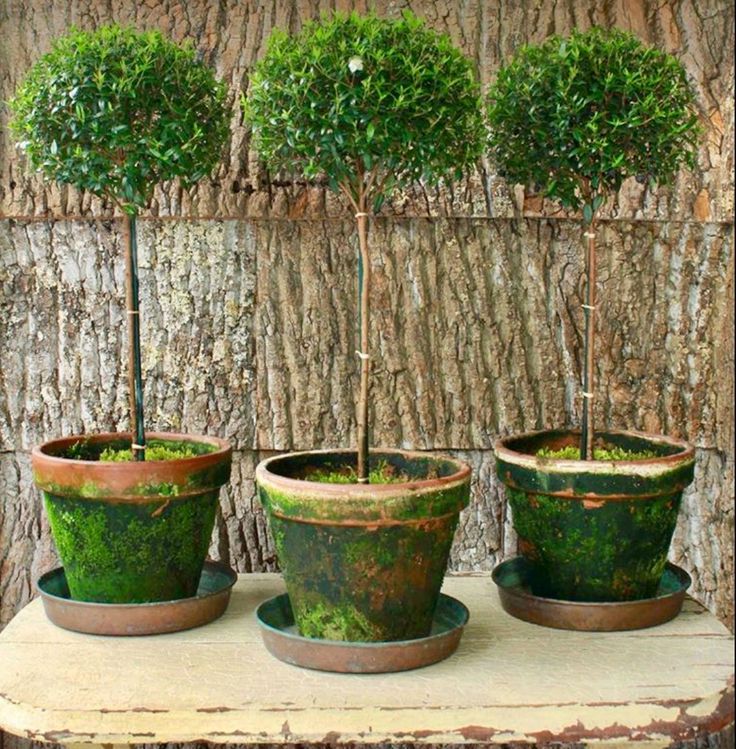 A Topiary Pop Up with Ken Selody from Atlock Farms Coming to The Cupboard