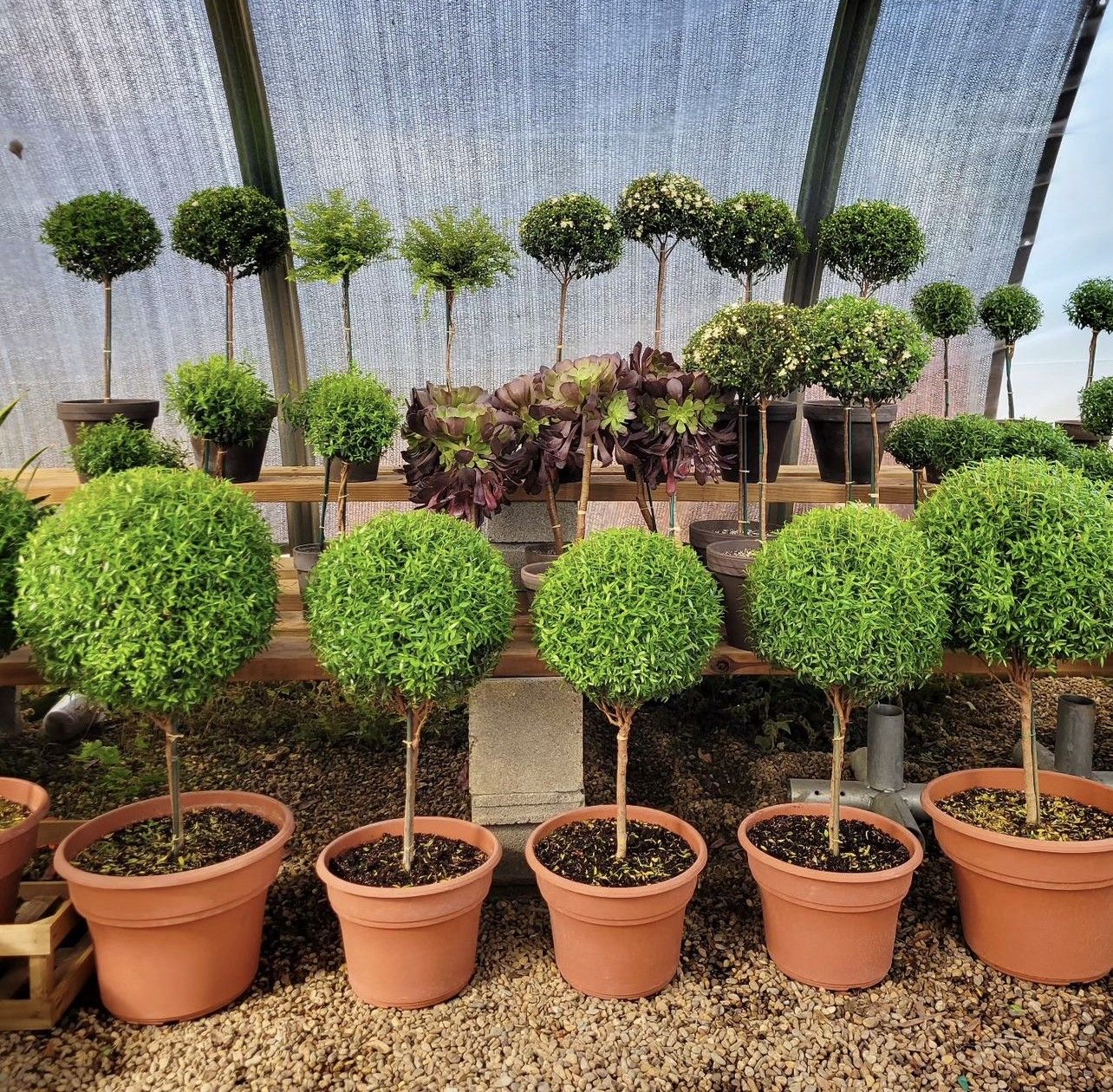 A Topiary Pop Up with Ken Selody from Atlock Farms Coming to The Cupboard