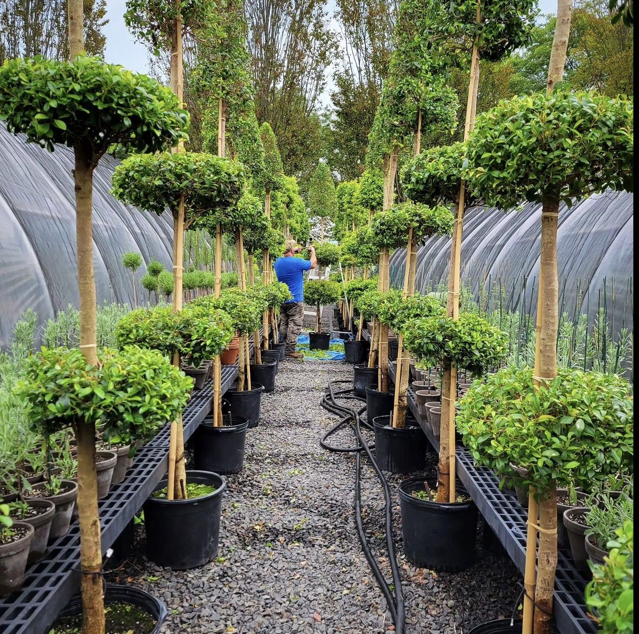 A Topiary Pop Up with Ken Selody from Atlock Farms Coming to The Cupboard