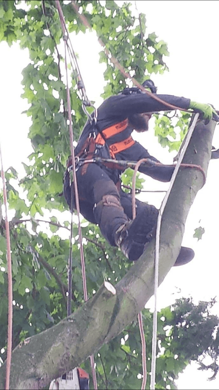 Tree Surgeons in York | Tree Surgery York | Toby H Johnson
