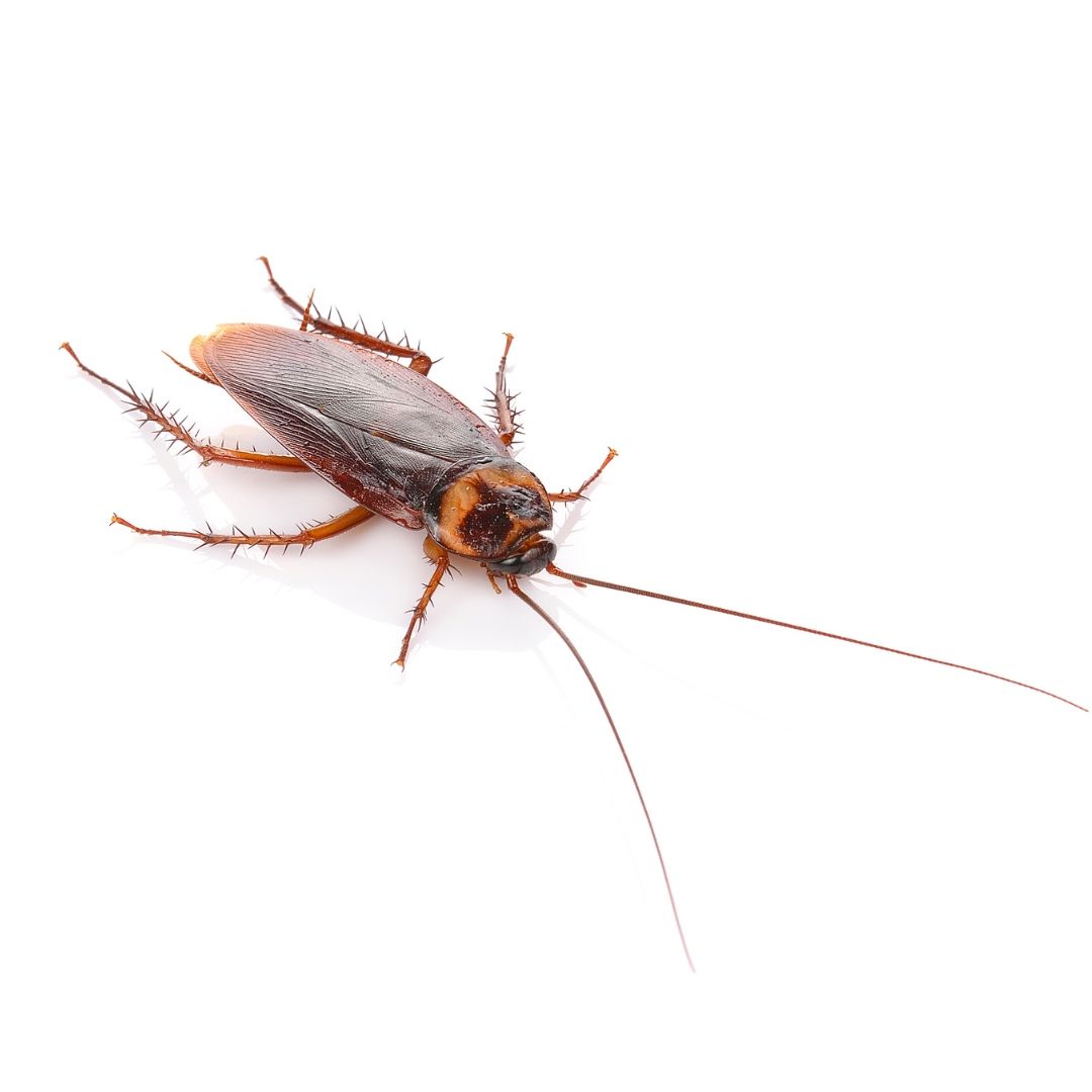 Professional Cockroach Control & Prevention Services in Weston