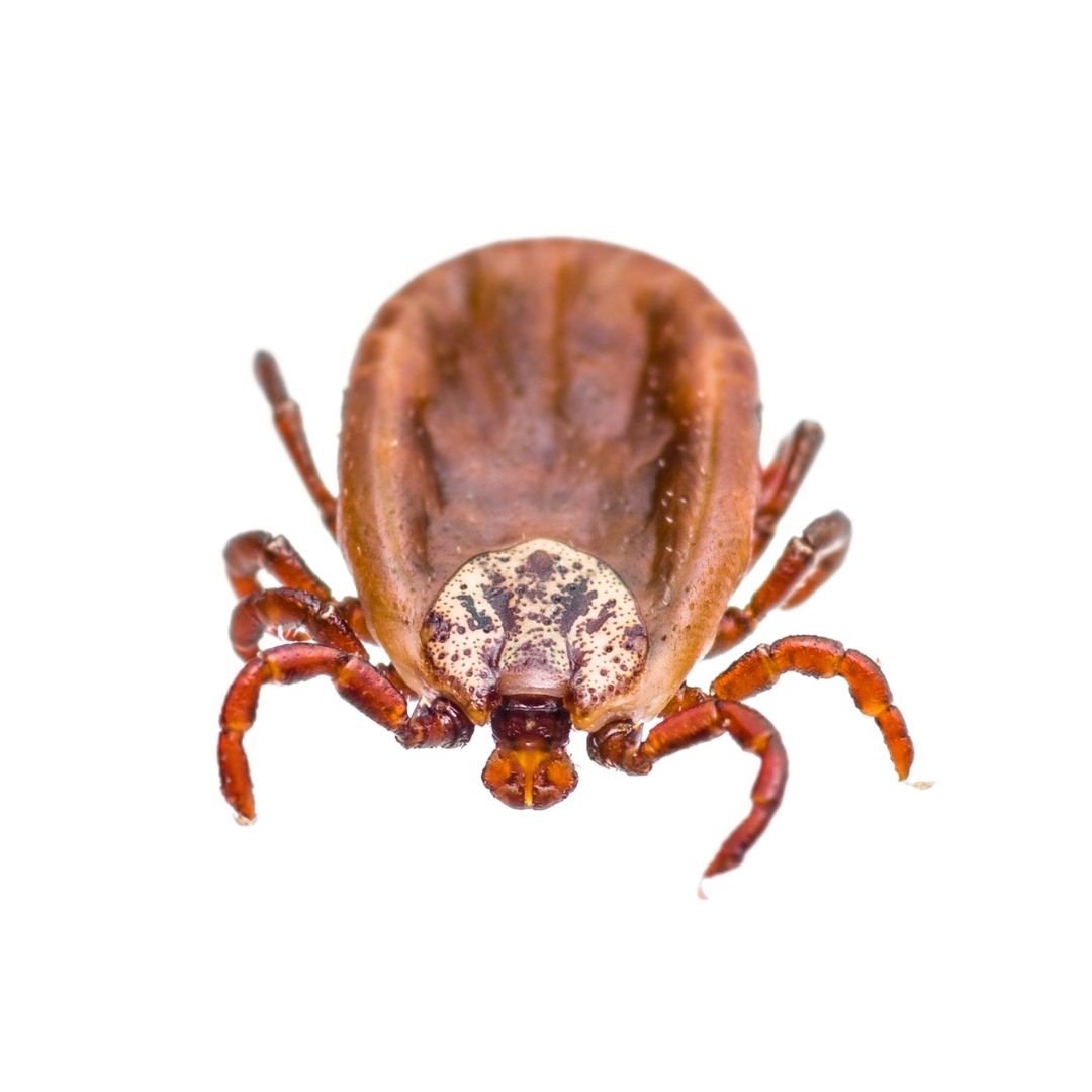 Professional Fleas & Ticks Control in Weston, FL | Professional Pestguard
