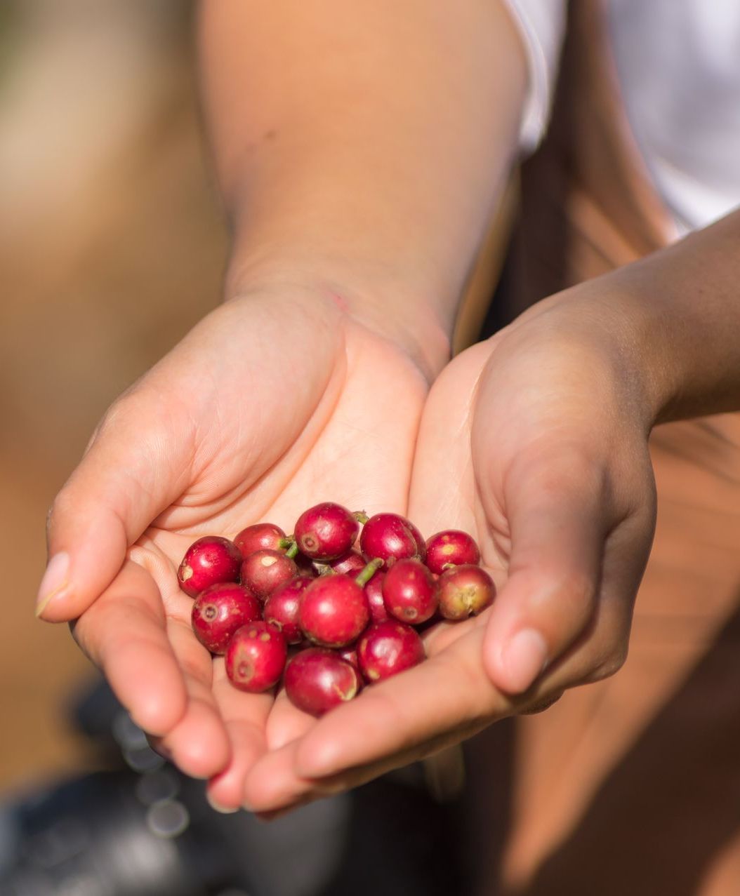 Lugano Caffè | Italian Coffee Experience