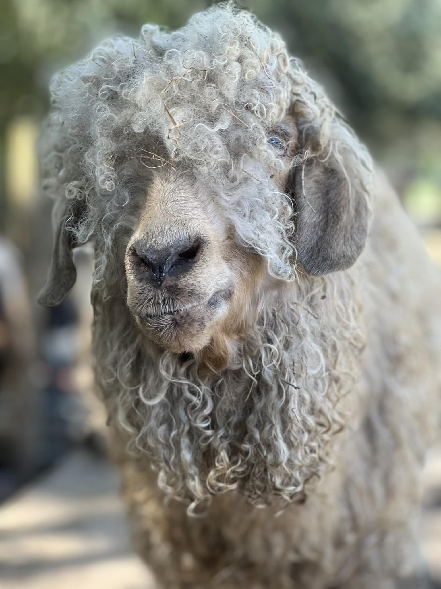 Meet the Animals at the Petting Farm 229-413-3242