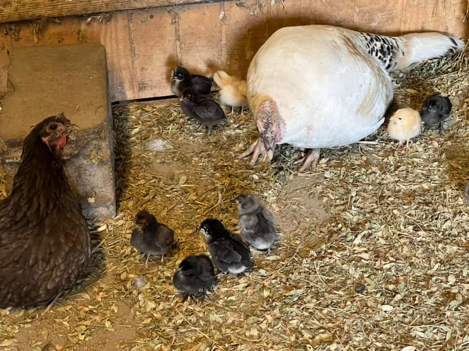 About Fifth Day Farm 229-413-3242