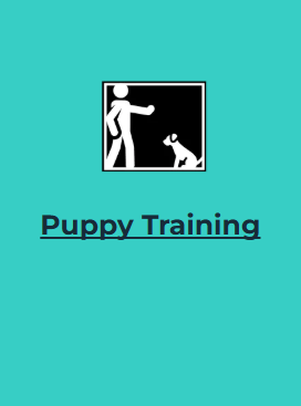 Dog Training Programs | All Dogs Training