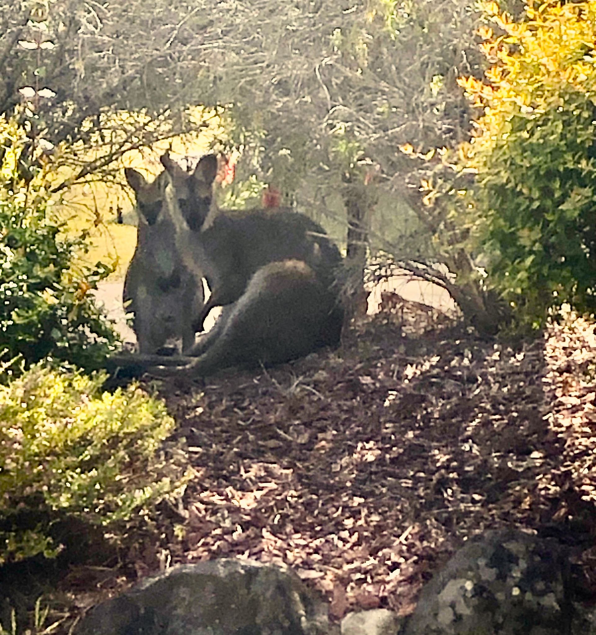 Resort Facilities | Diamond Beach | Seashells Resort