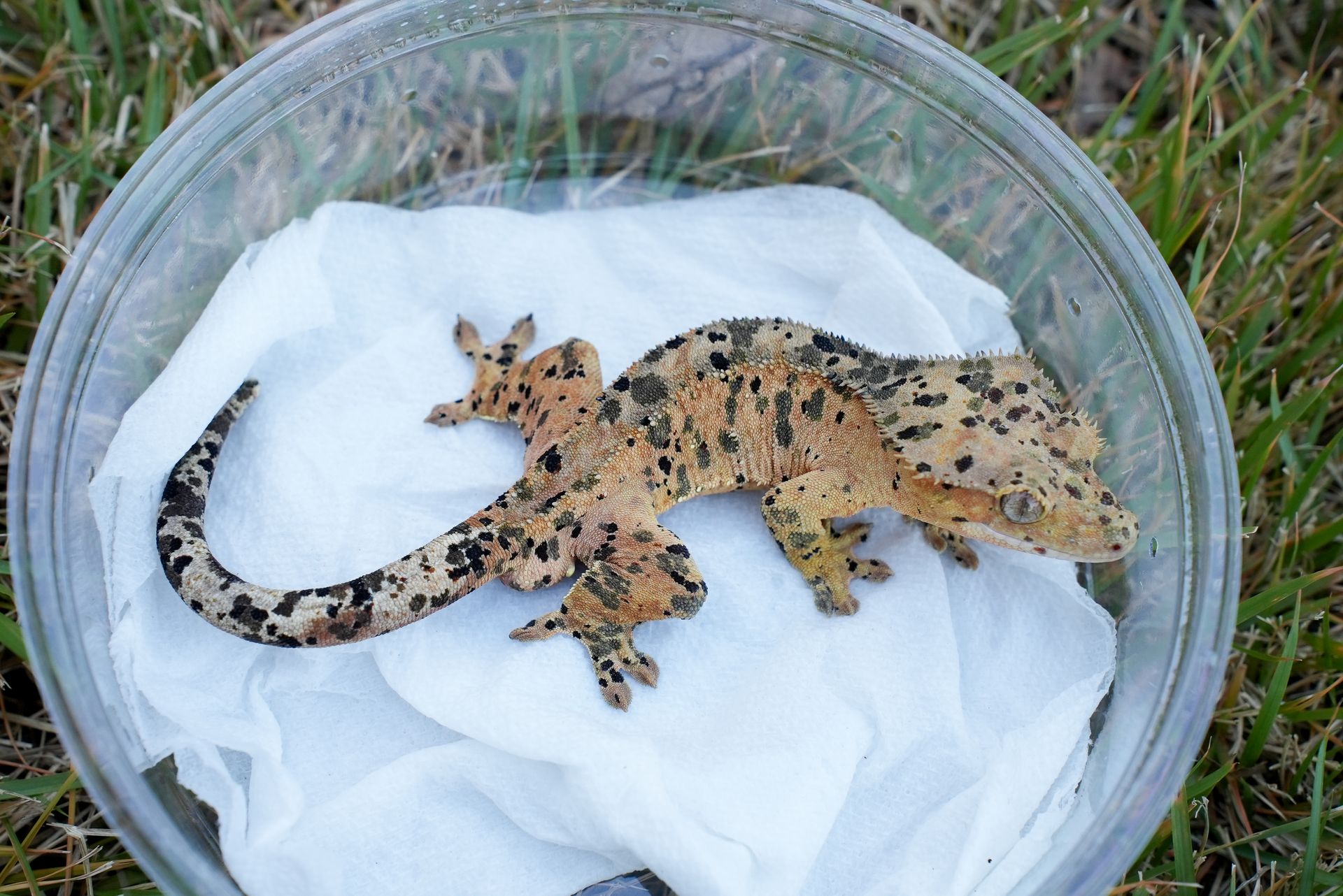 Males | AJD Reptiles