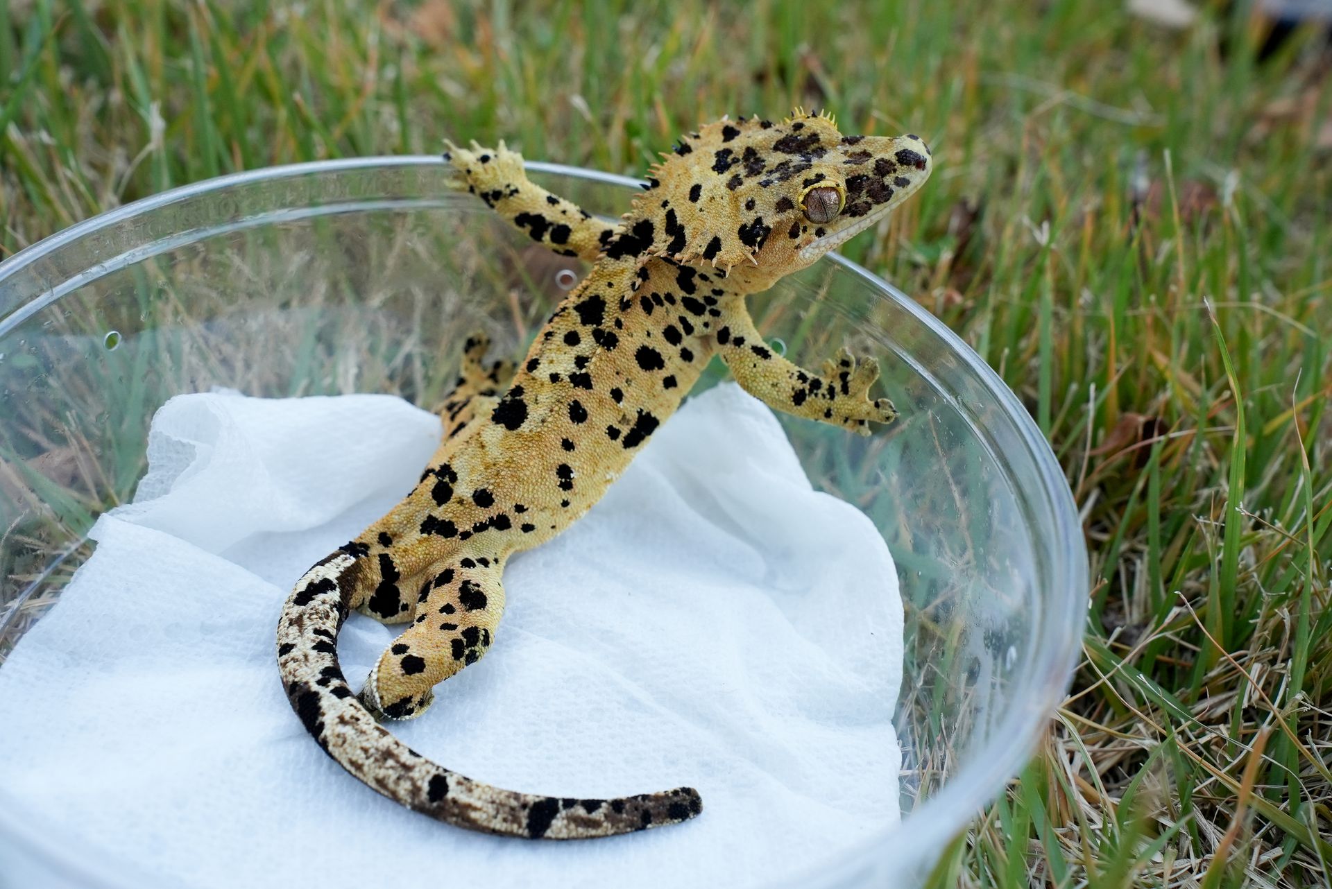 Males | AJD Reptiles