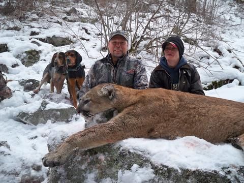 Mountain Lion Hunts | Bitterroot Outfitters | ID