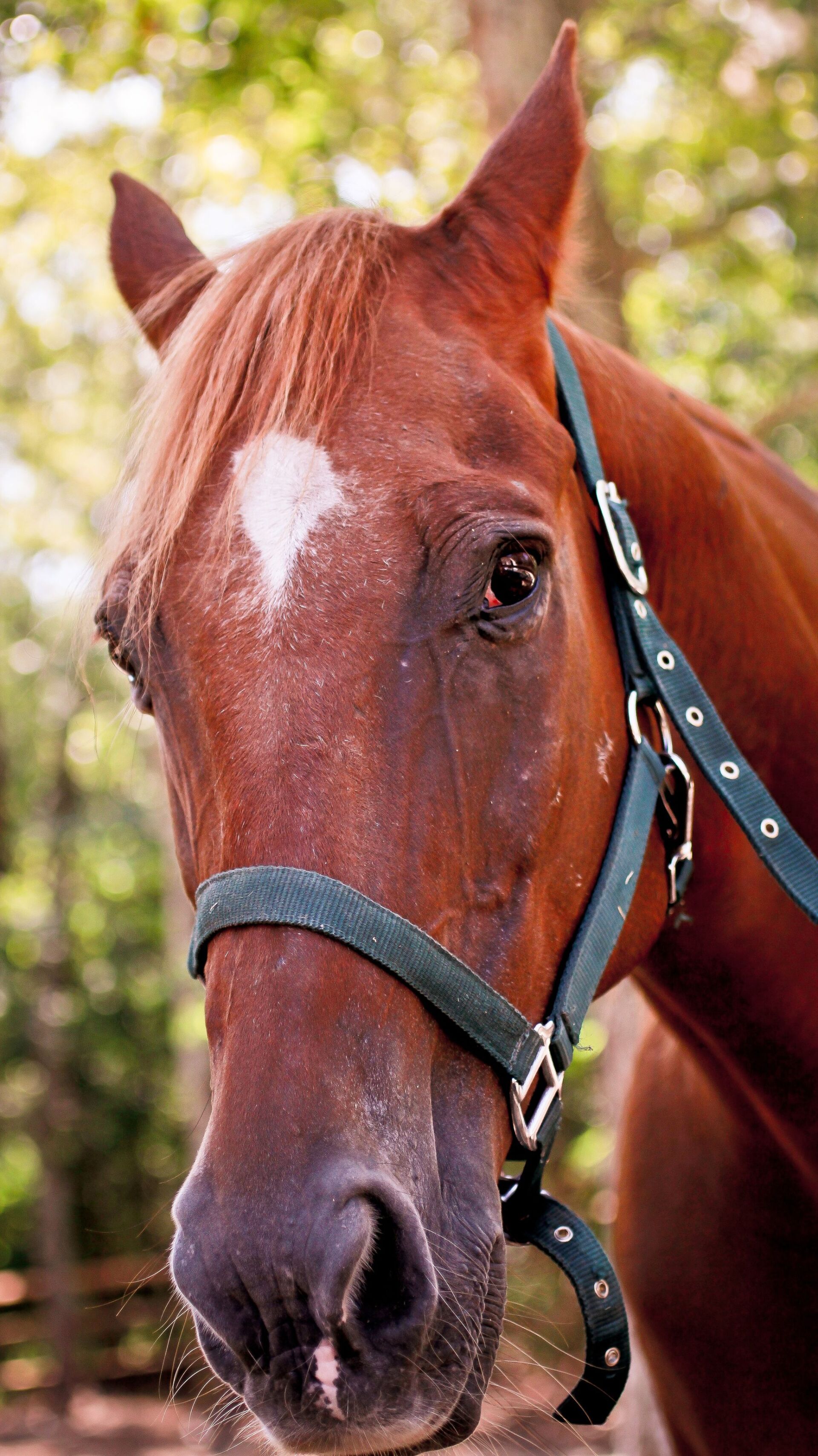 Little Hooves Farm | Animals