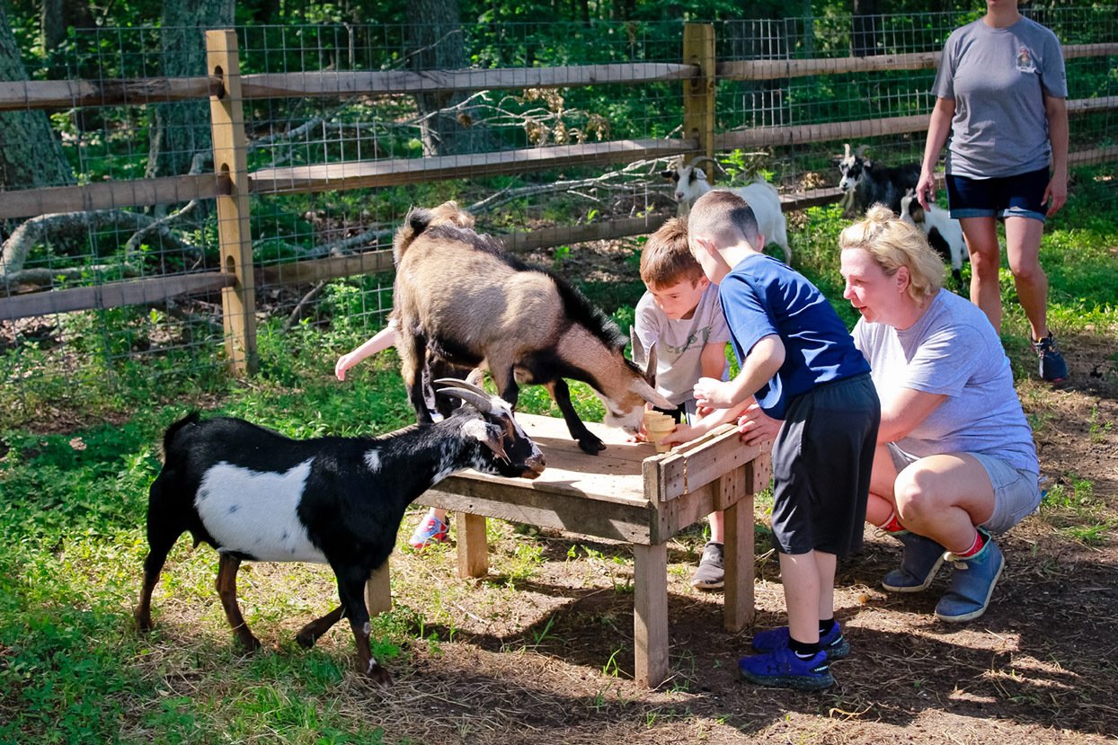Little Hooves Farm | Farm Experience