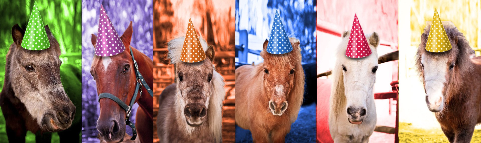 Little Hooves Farm | Birthday Parties