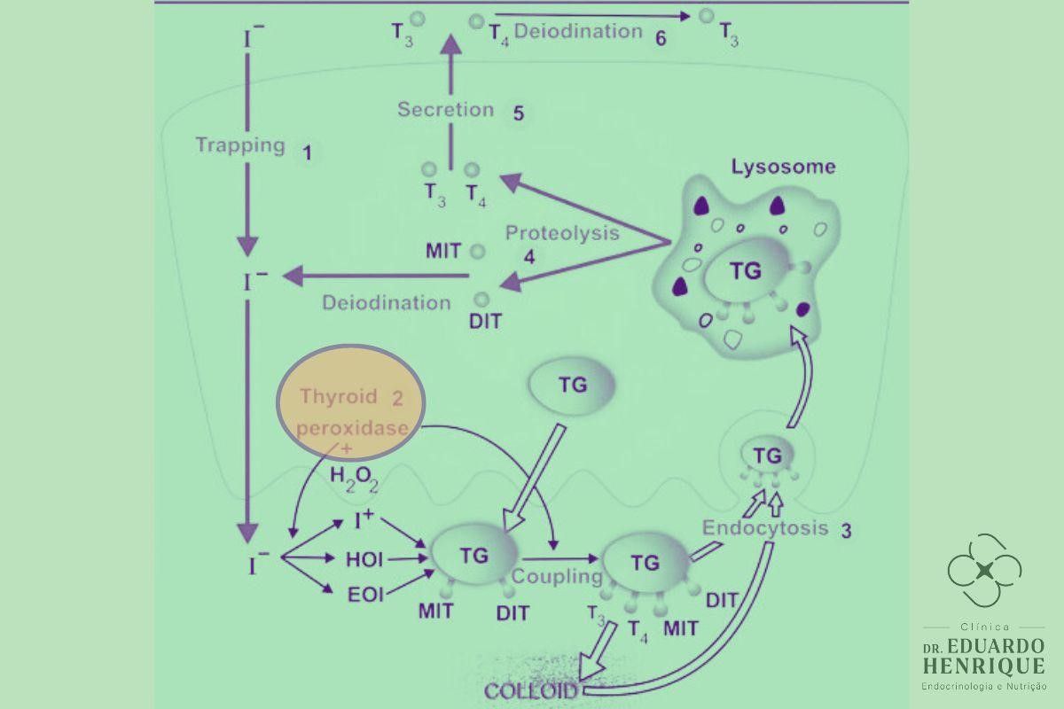 Exame de Anticorpos Antiperoxidase (Anti-TPO): descubra como ele pode ...