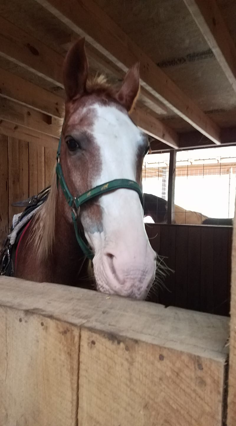 Services | Spencer, TN | Fall Creek Falls Riding Stables