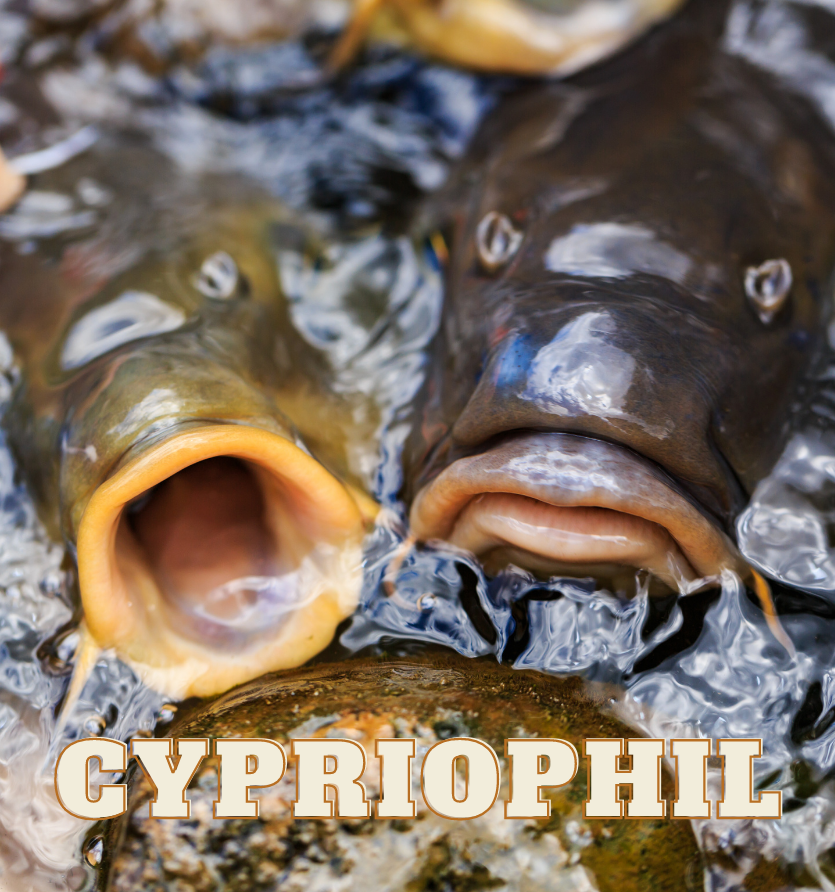 Fish Attractant for Cyprinoid Species | US