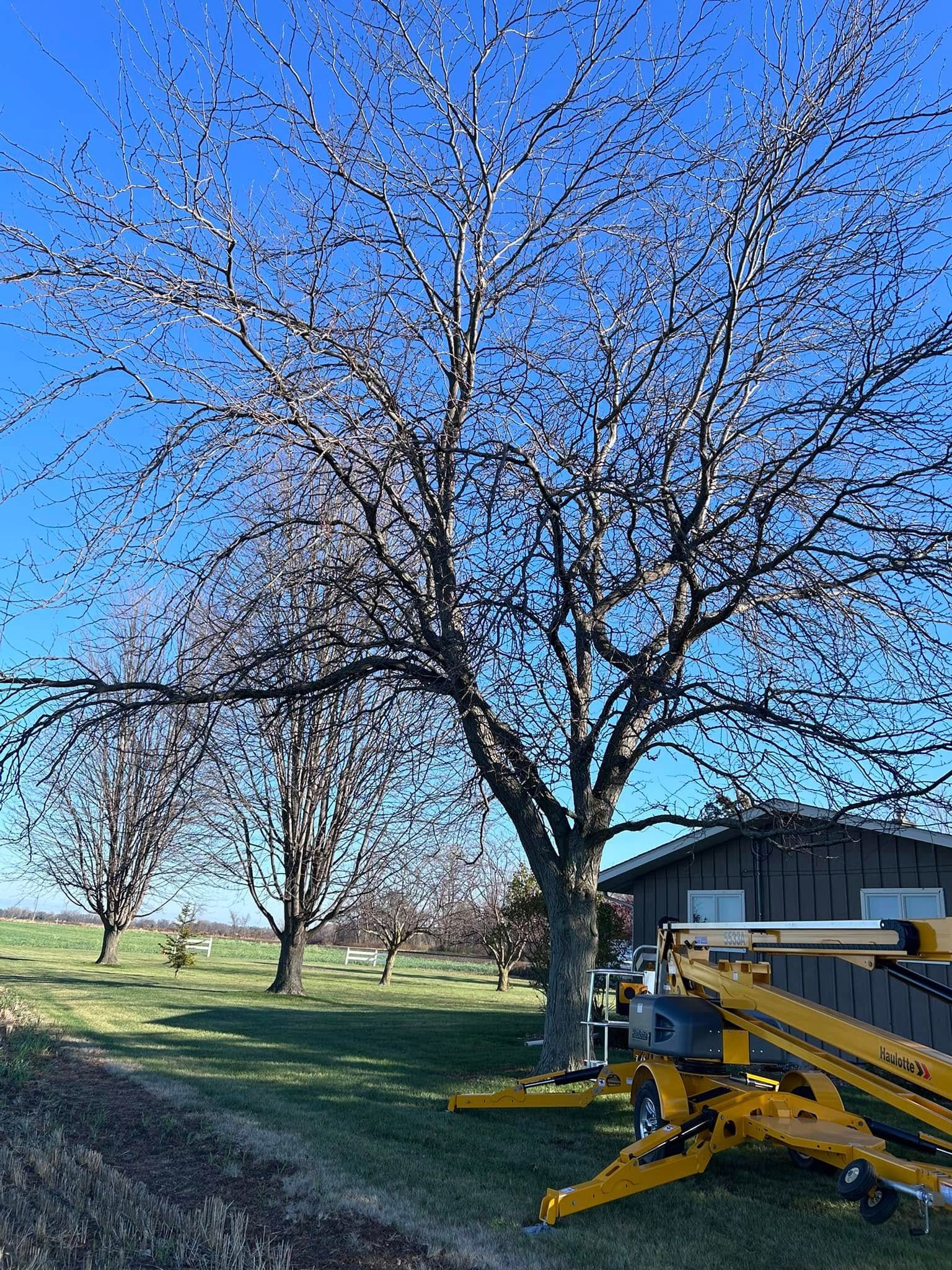 Home [mathistreeservice.com]