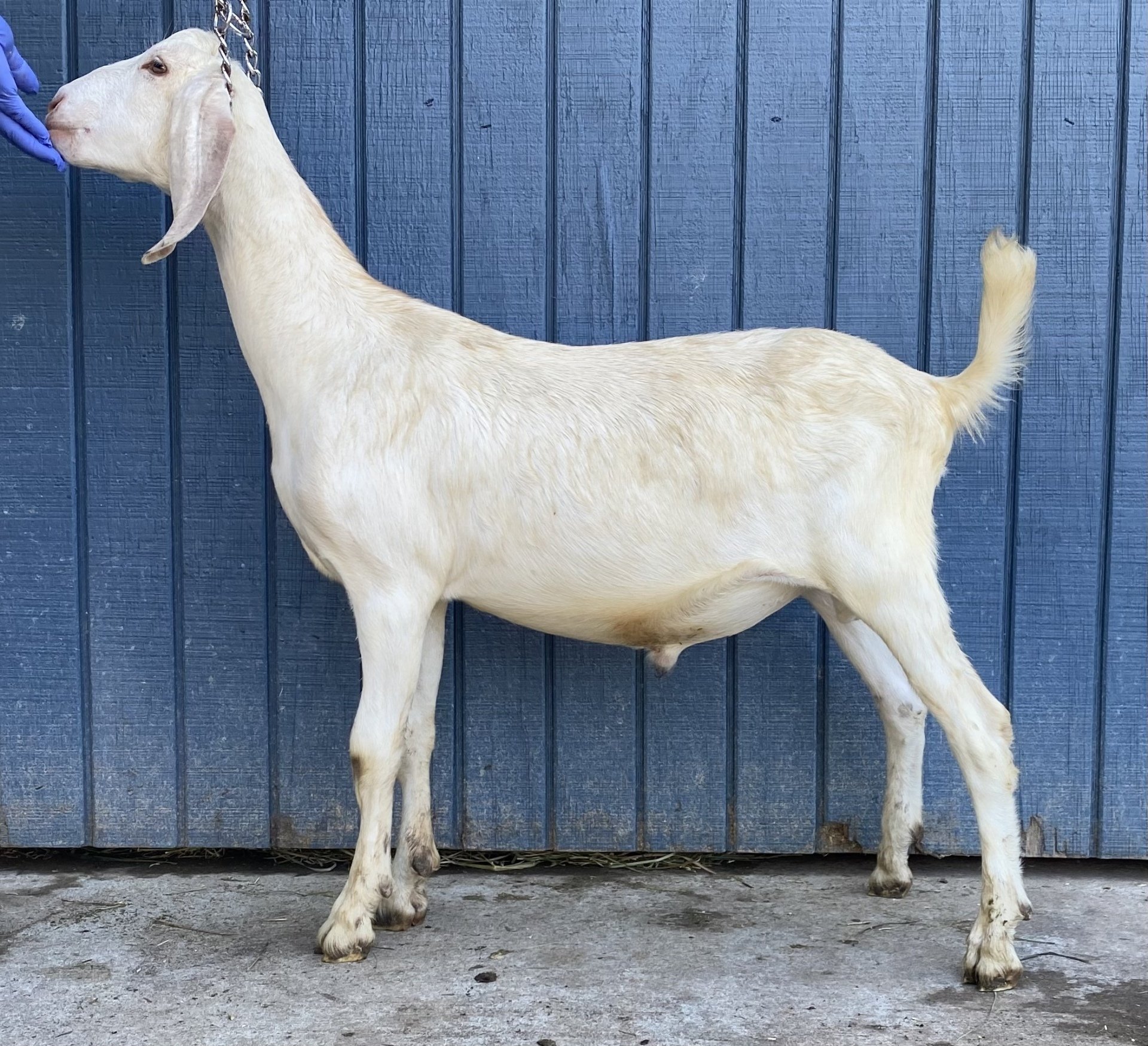 Hooligans Family Dairy Goat Farm