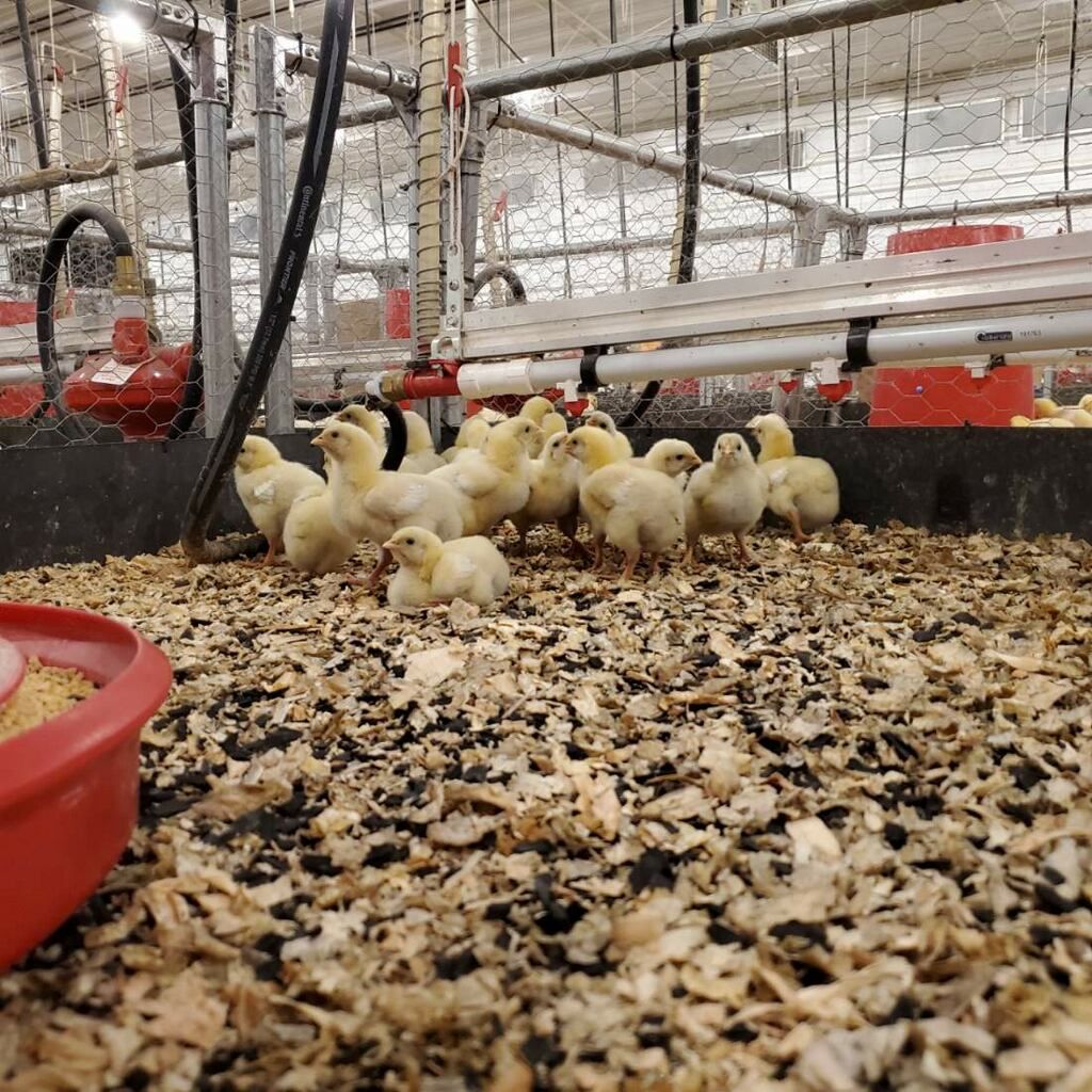 Metzler Biochar - Sustainable Biochar Solutions for Agriculture