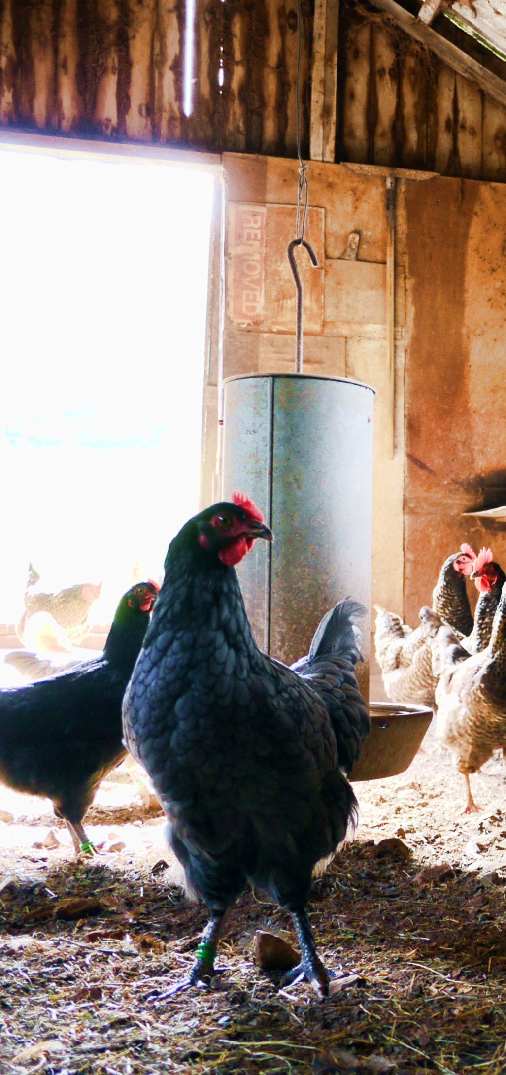 Biochar for Chickens & Other Poultry: How Biochar Improves Health ...