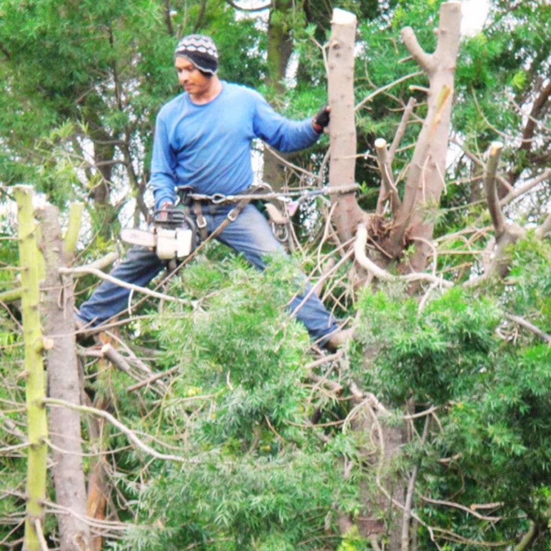 Dulka Tree Services | Ventura County | Camarillo