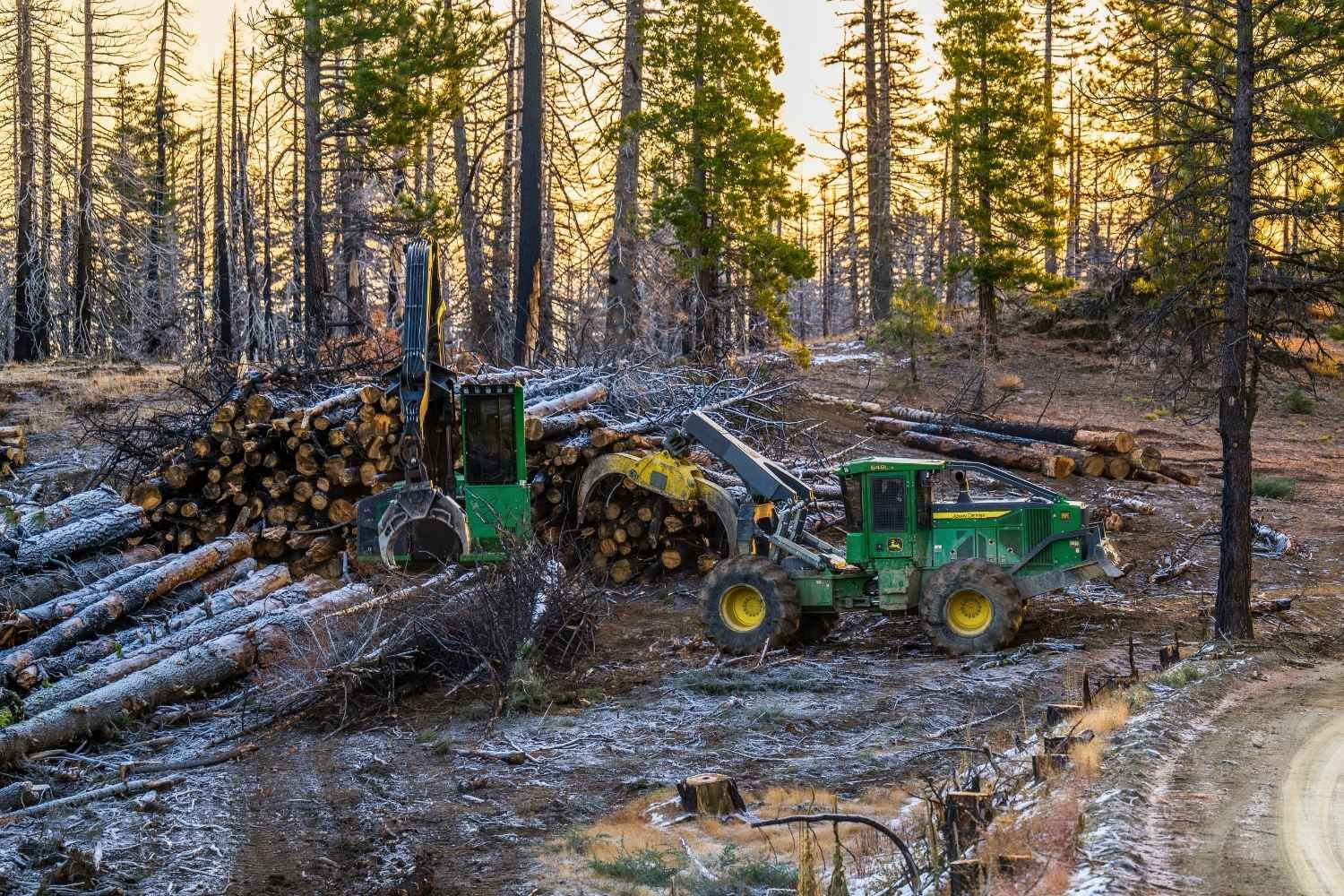 Logging & Timber Services | Peterson Timber Northern California