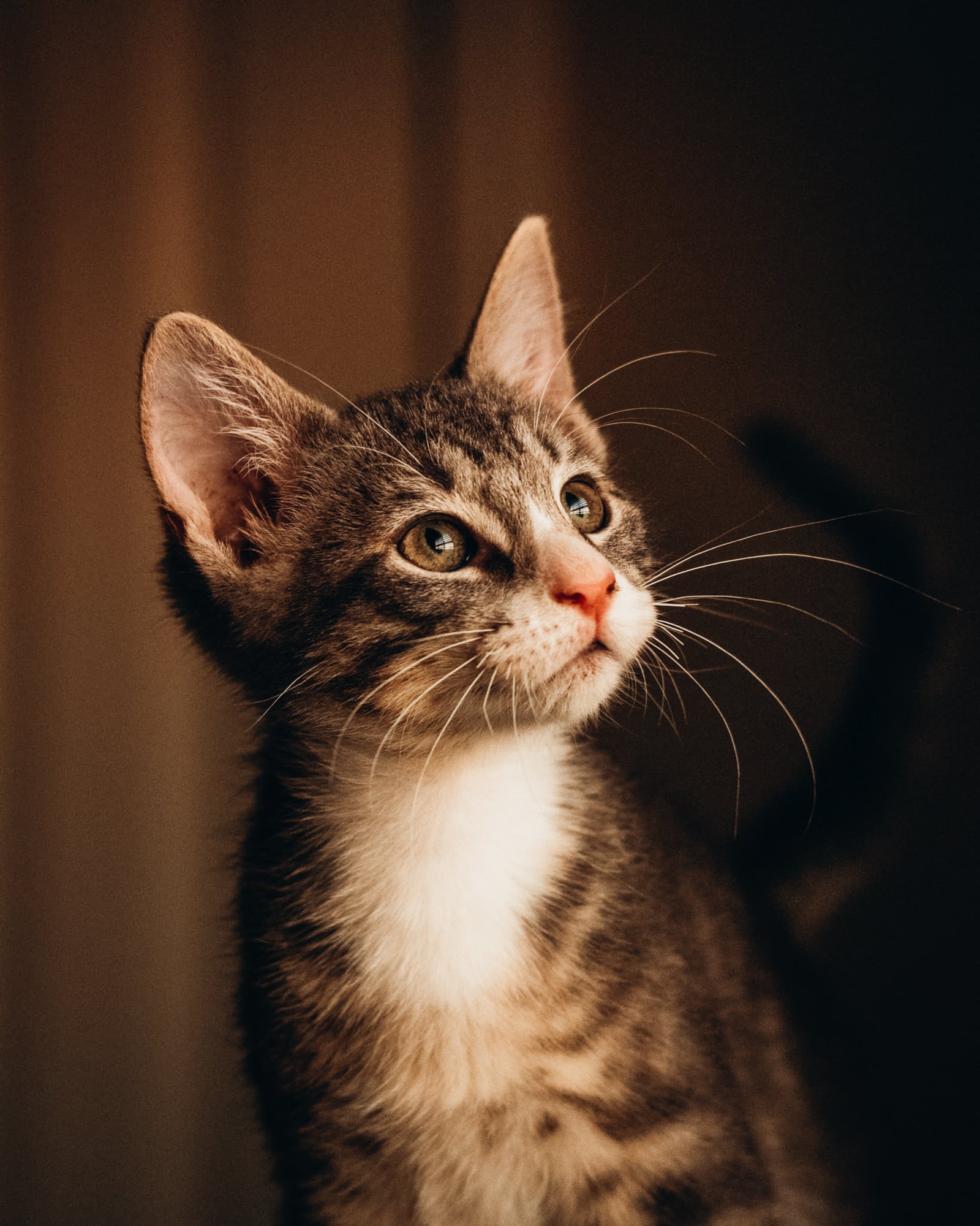 Columbia Second Chance | Rescuing, Fostering, & Adopting Animals