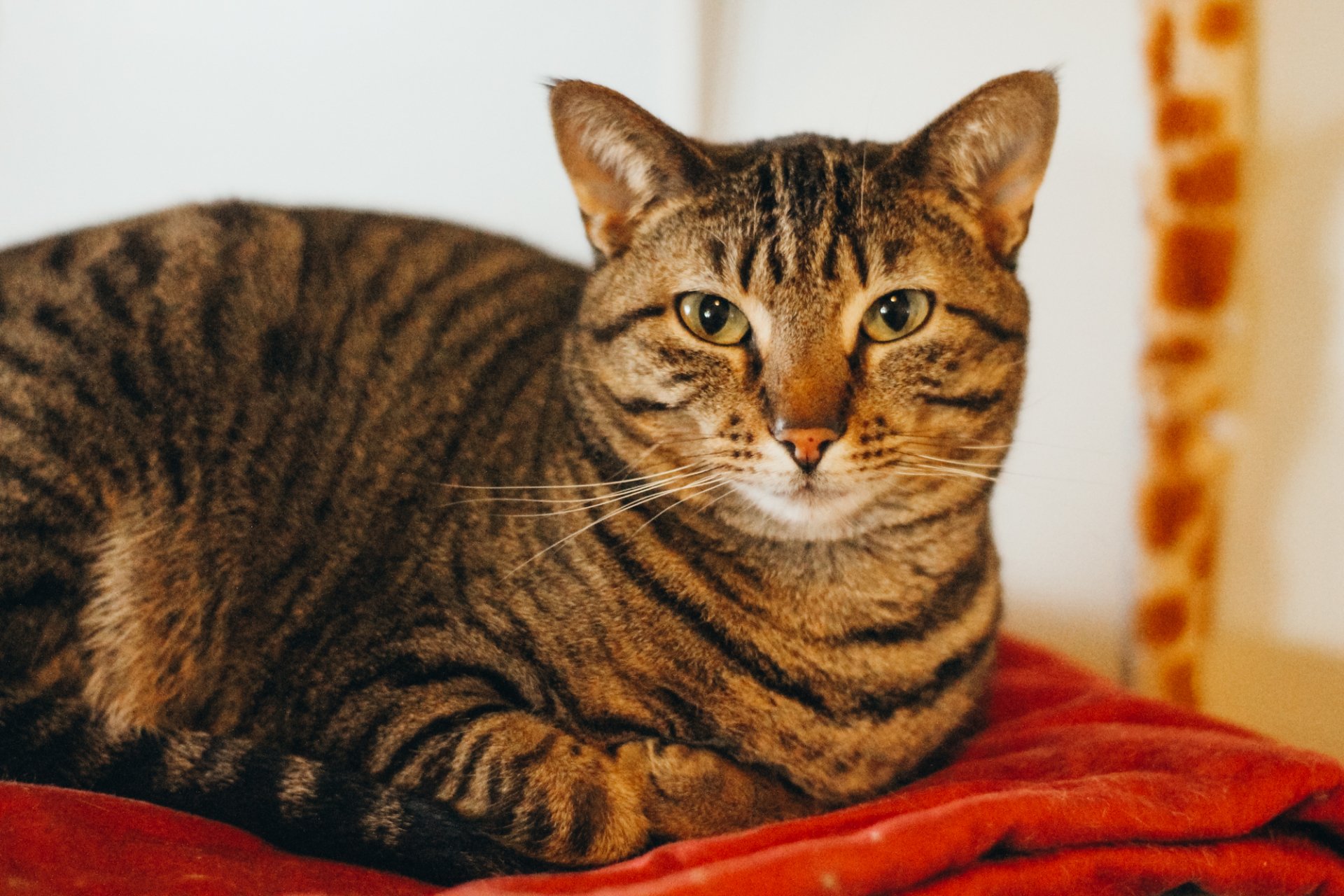 Columbia Second Chance | Cats Available for Adoption