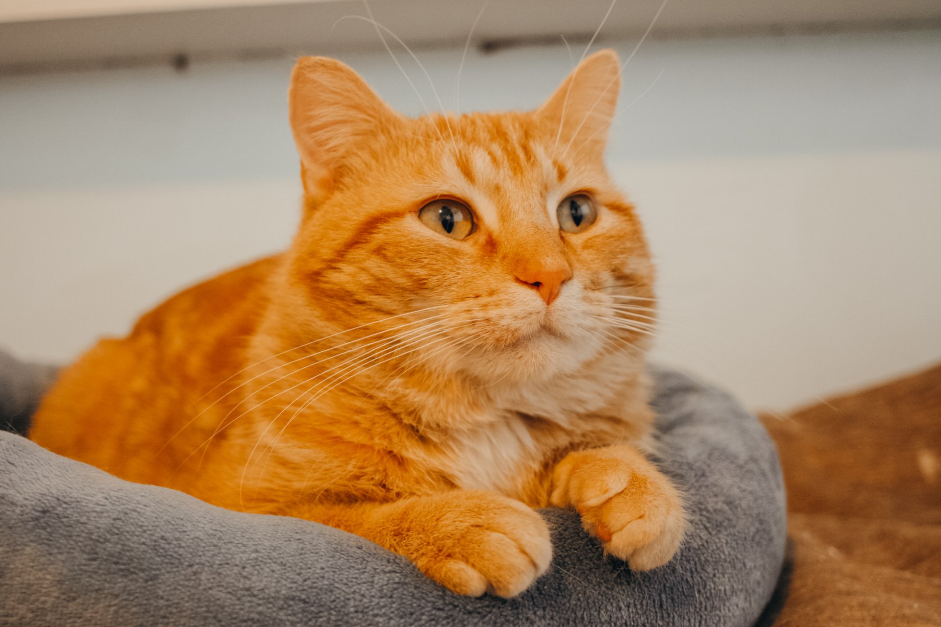 Columbia Second Chance | Cats Available for Adoption