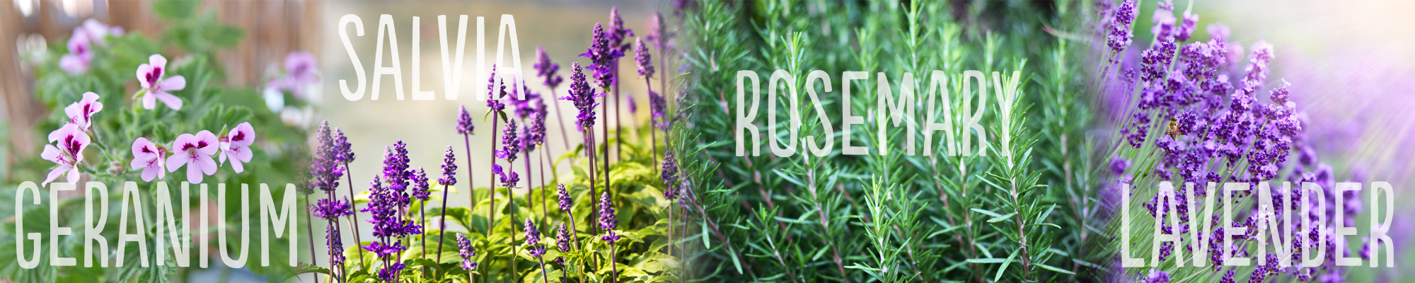 Which plants thrive with AWTS reticulated water?