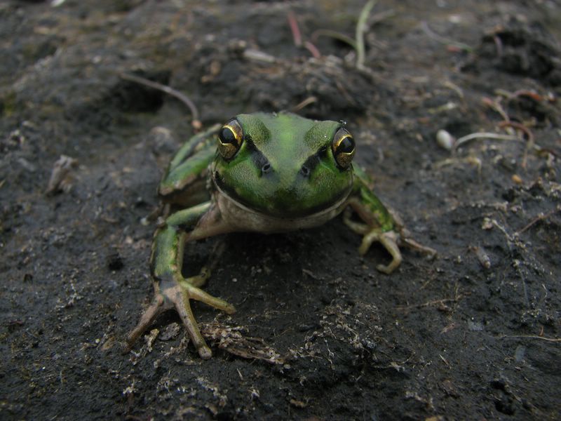 Flora & Fauna Photography | Lenah Valley, TAS | ECOtas