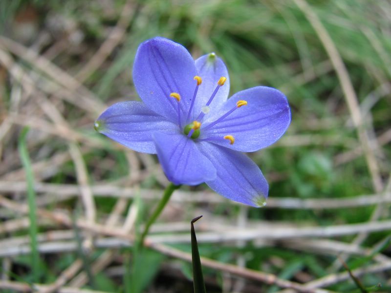 Flora & Fauna Photography | Lenah Valley, TAS | ECOtas