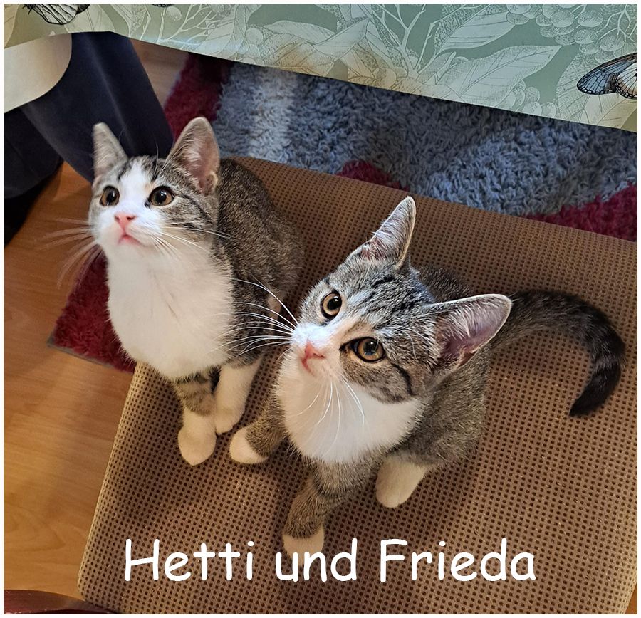 TierHilfe Herford e.V.