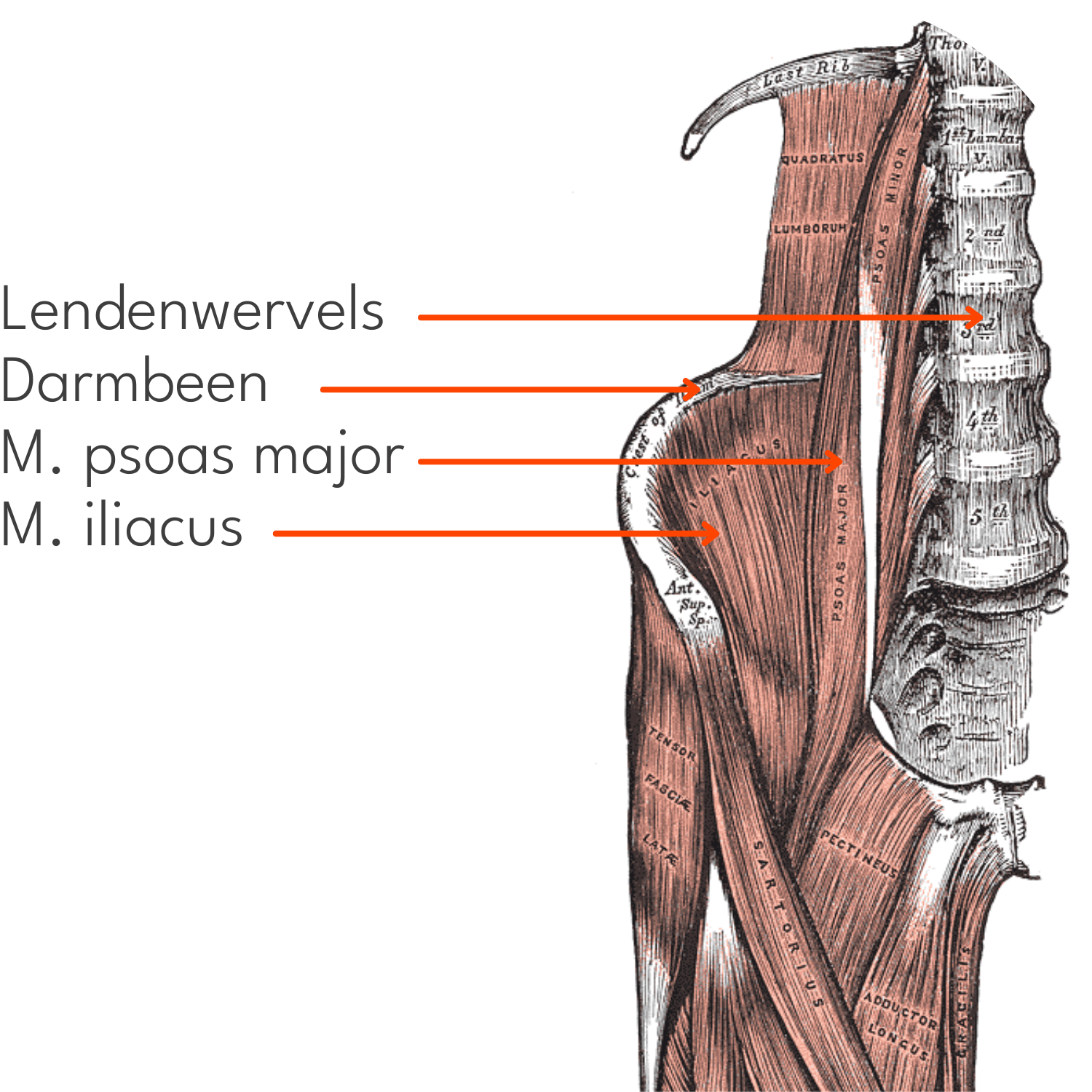 Alles wat je moet weten over de ruiterspier!
