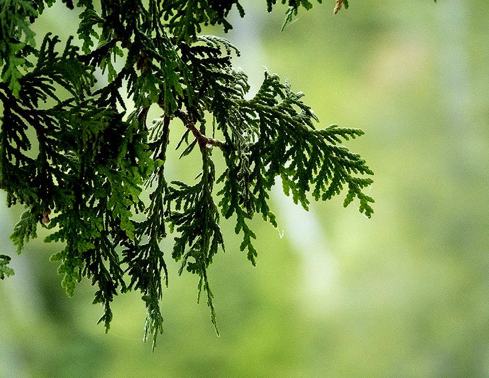 Couchiching First Nation