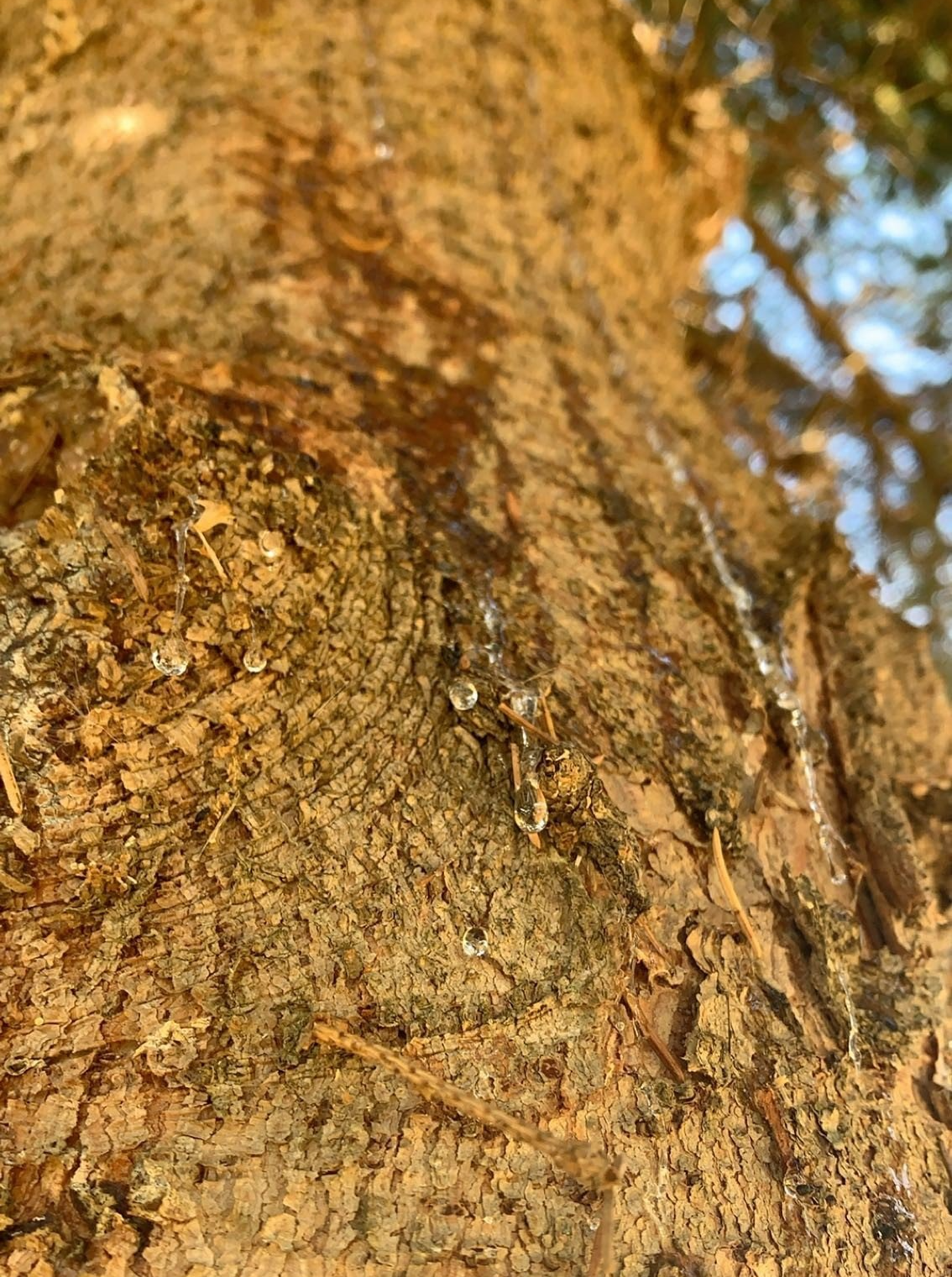 Couchiching First Nation