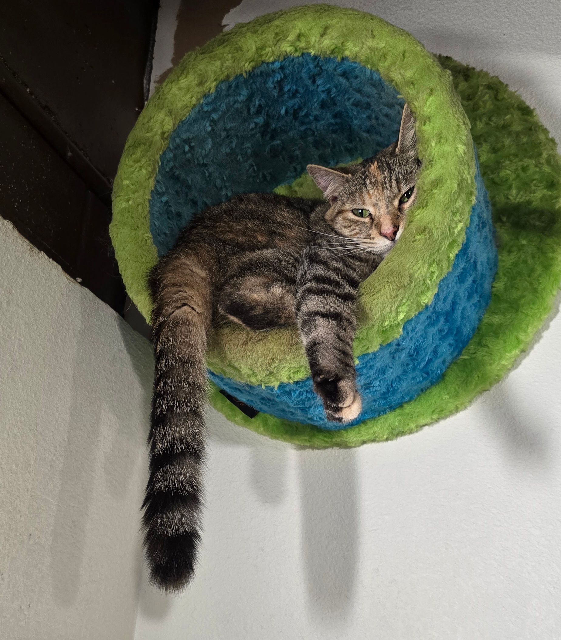 Welcome Leo and Hope to Our Clowder