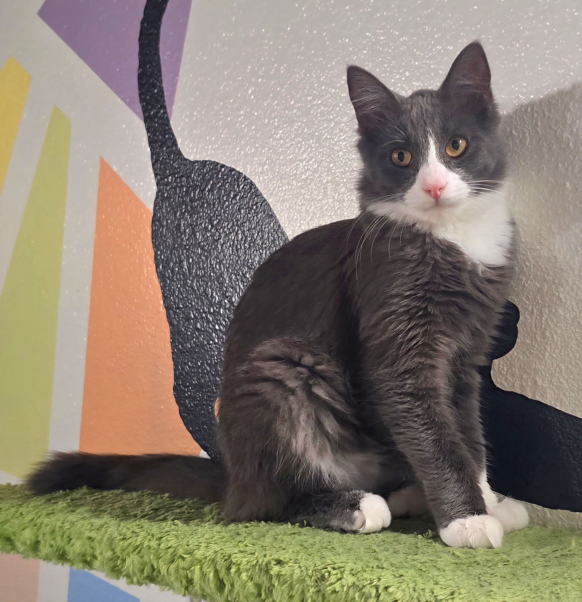 Alexander is a Unique Cat