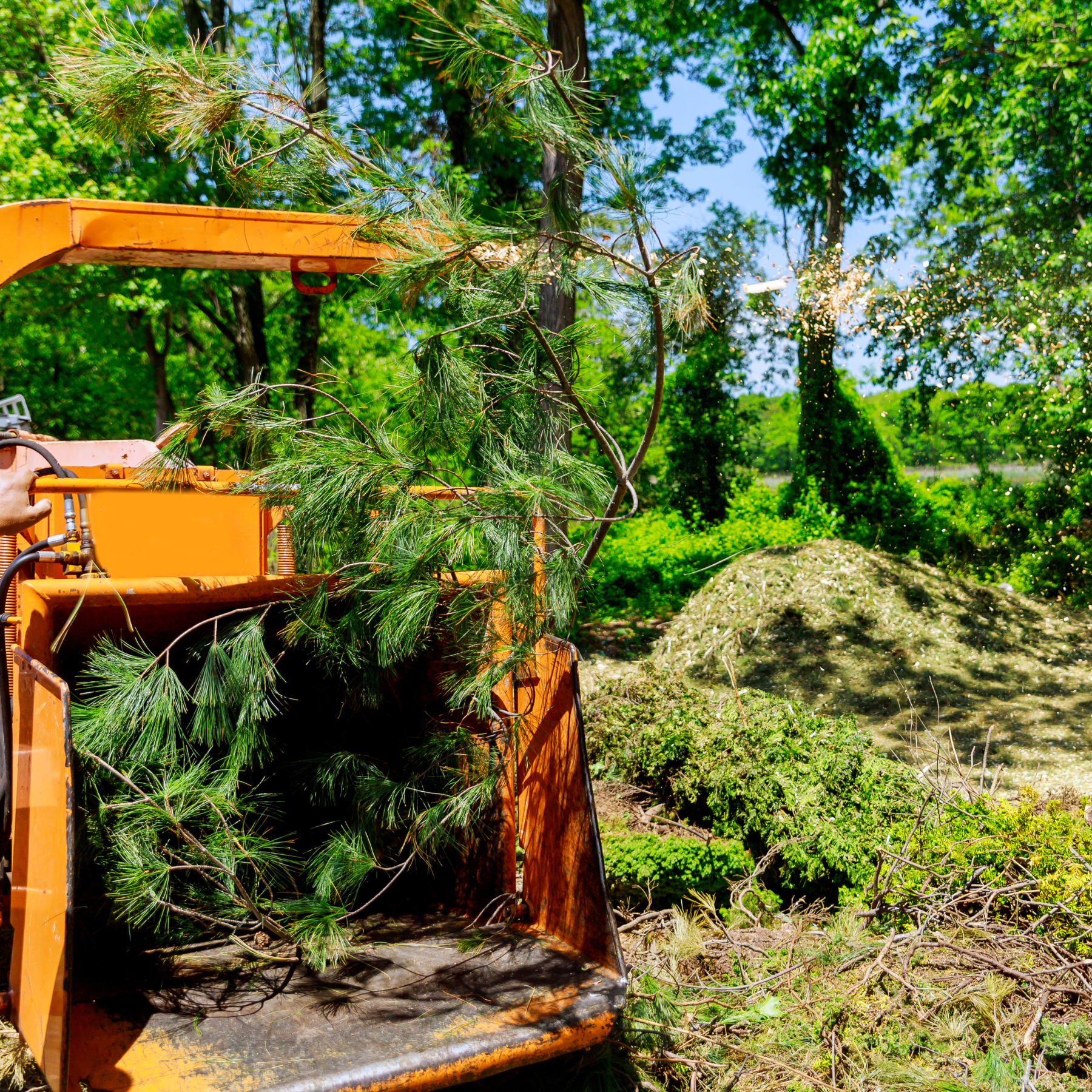 Tree Removal - New Leaf Tree
