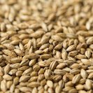 Explore Gladfields' Range of Fresh Base Malts