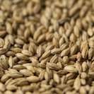 Explore Gladfields' Range of Fresh Base Malts