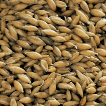 Explore Gladfields' Range of Fresh Sub-Base Malts